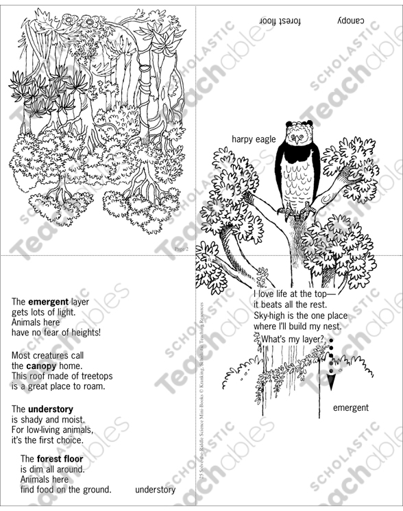 rain forest layers coloring pages
