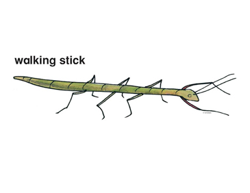 Walking Stick Insect Clip Art