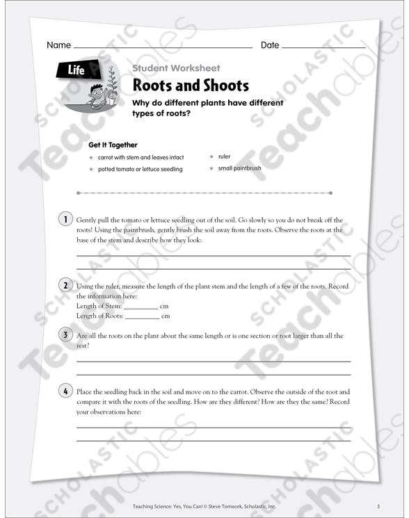 The Root of the Matter (Plant Roots and Structure) | Printable Lesson ...