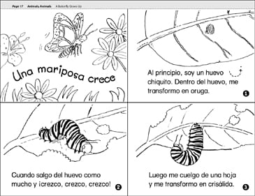 life cycle of a butterfly for kids coloring page
