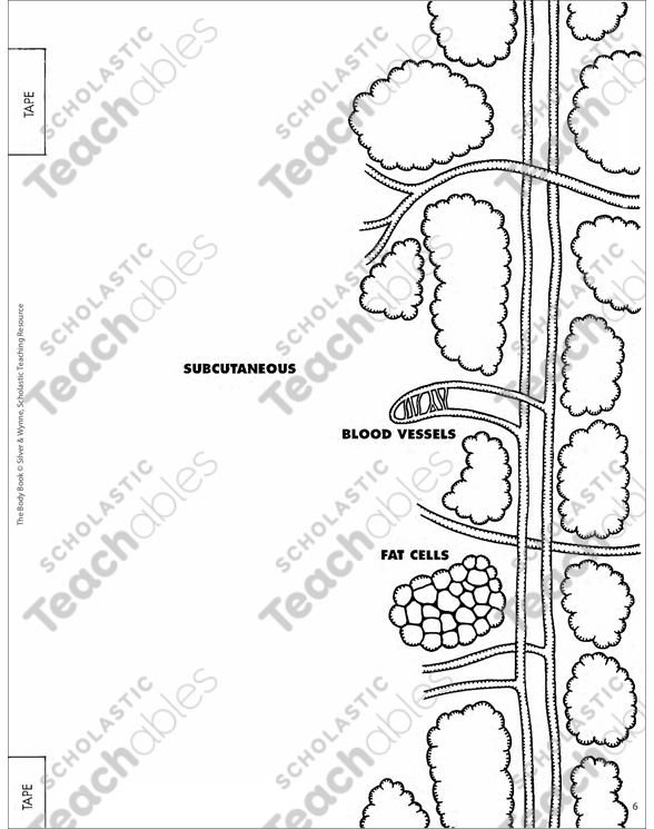 The Skin | Printable Lesson Plans and Ideas