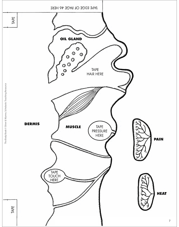 The Skin | Printable Lesson Plans and Ideas