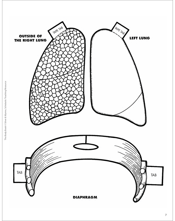 The Respiratory System | Printable Lesson Plans and Ideas