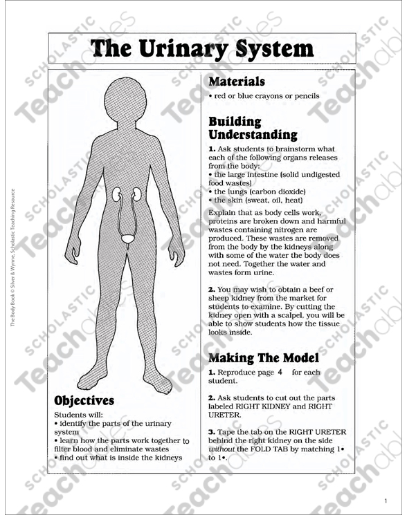 The Urinary System | Printable Lesson Plans and Ideas