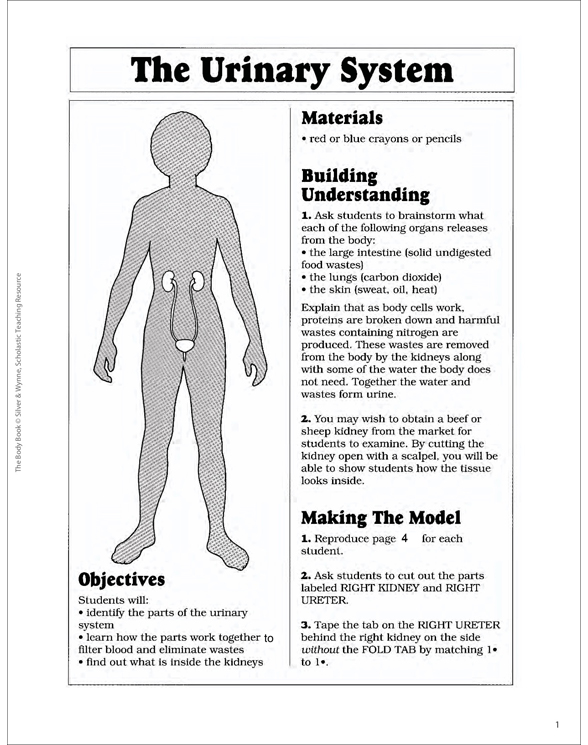 The Urinary System | Printable Lesson Plans and Ideas