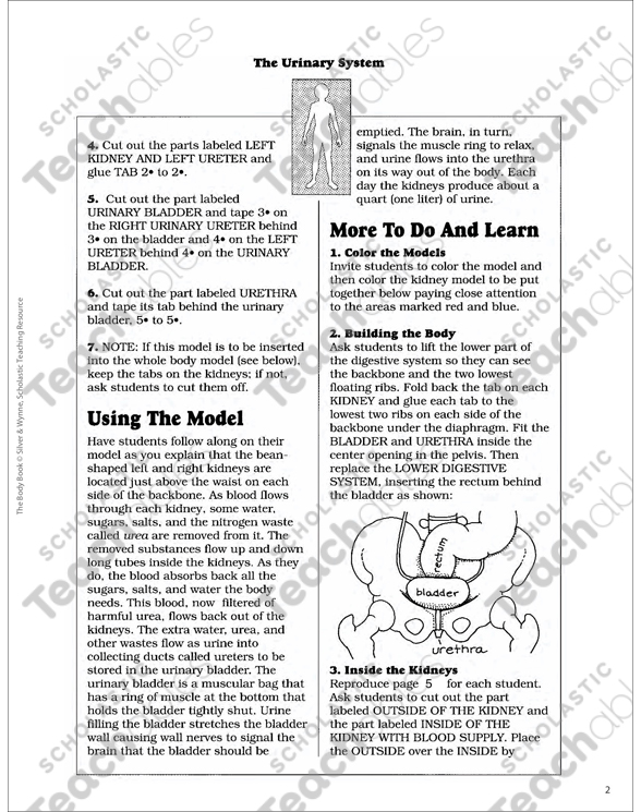 The Urinary System | Printable Lesson Plans and Ideas