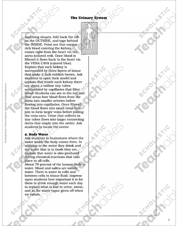 The Urinary System | Printable Lesson Plans and Ideas