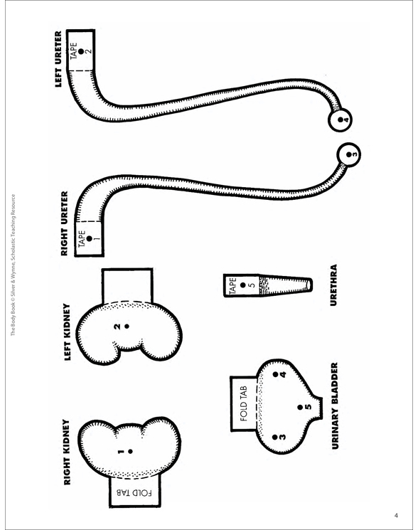 The Urinary System | Printable Lesson Plans and Ideas