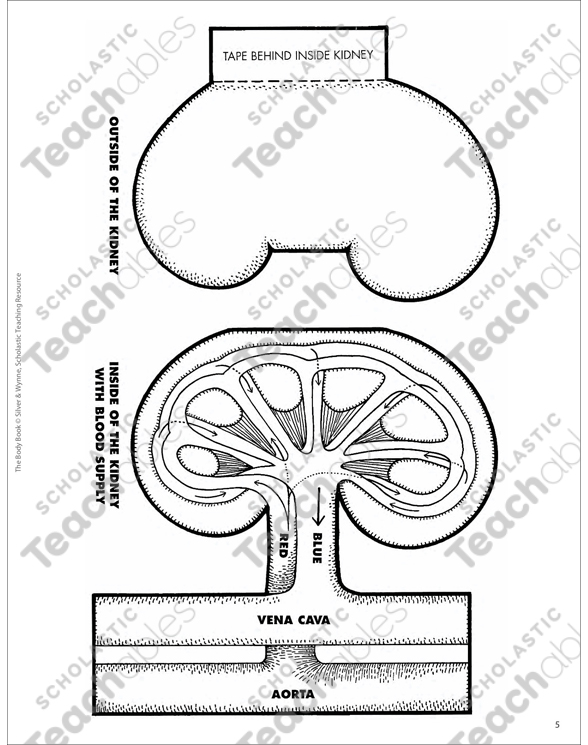 The Urinary System | Printable Lesson Plans and Ideas