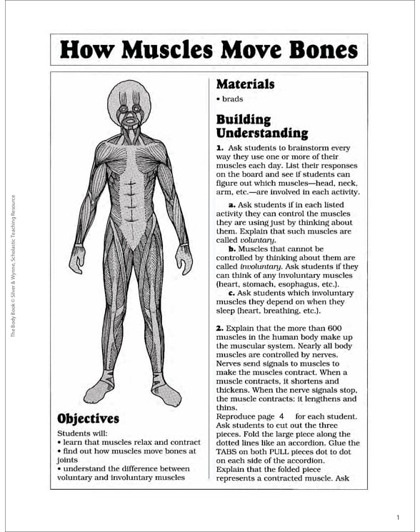 How Muscles Move Bones | Printable Lesson Plans and Ideas