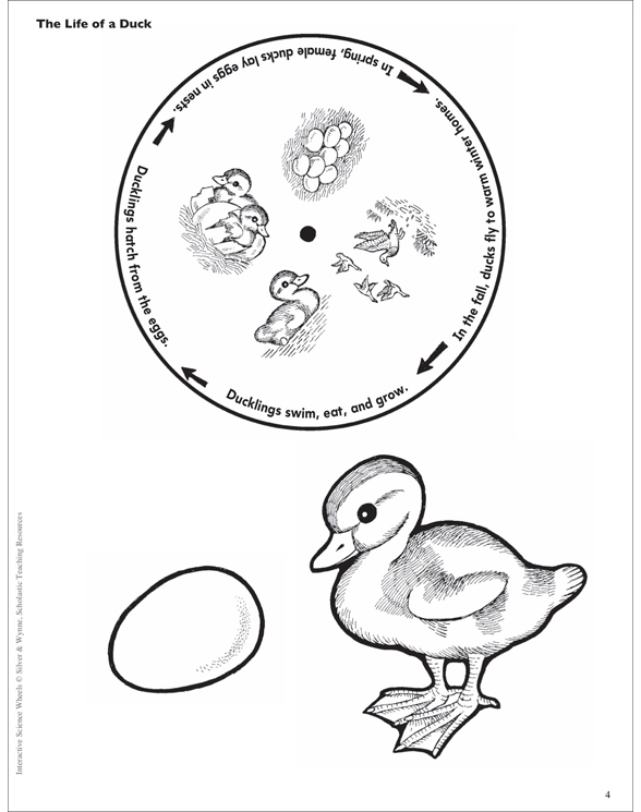 The Life of a Duck: Interactive Science Wheel | Printable Lesson Plans ...