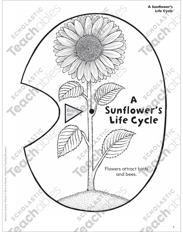 Sunflower Plant Life Cycle Comprehension | Best Flower Site