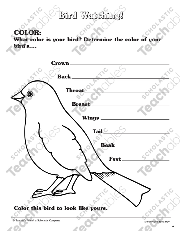 bird watching coloring book