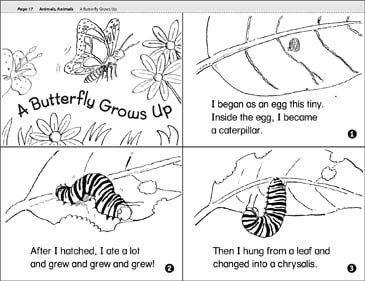 butterfly life cycle coloring page preschool