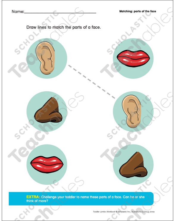 Parts Of The Face Useful Face Parts Names With Pictures The Parts Of