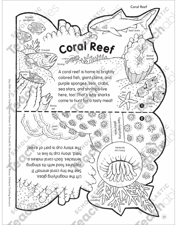 Coral Reef Worksheet Coral Reef Animal Adaptations Lesson For Kids