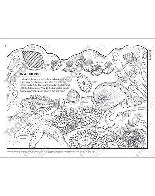 tide pool coloring pages
